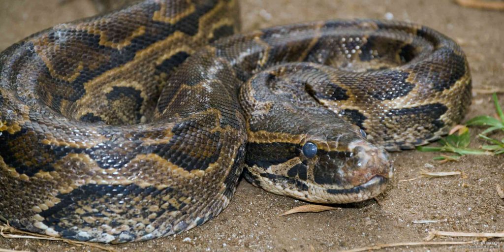 5 Fascinating Facts About the African Rock Python - Exodus Safaris