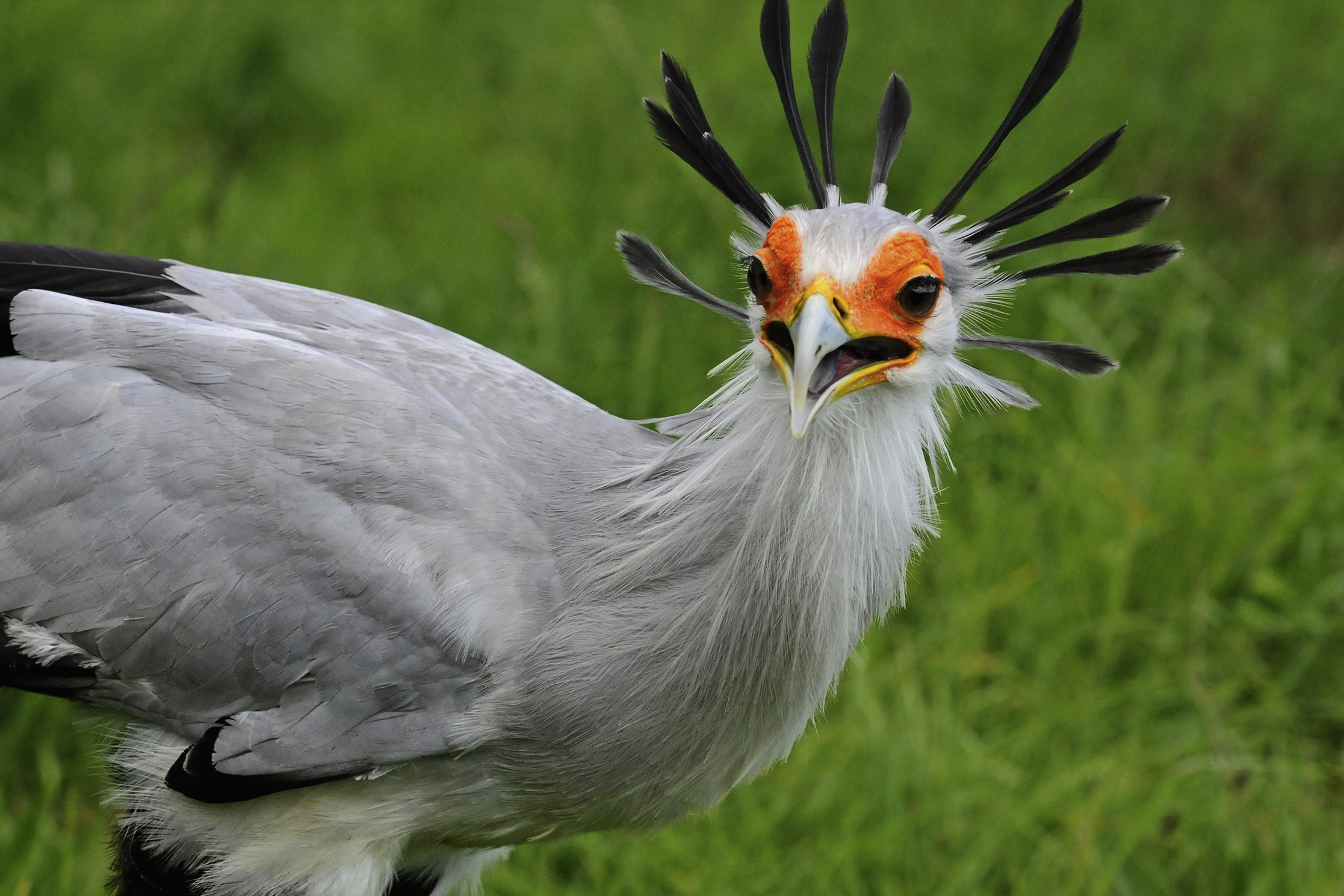 5 Fascinating Facts About the Secretary Bird - Exodus Safaris